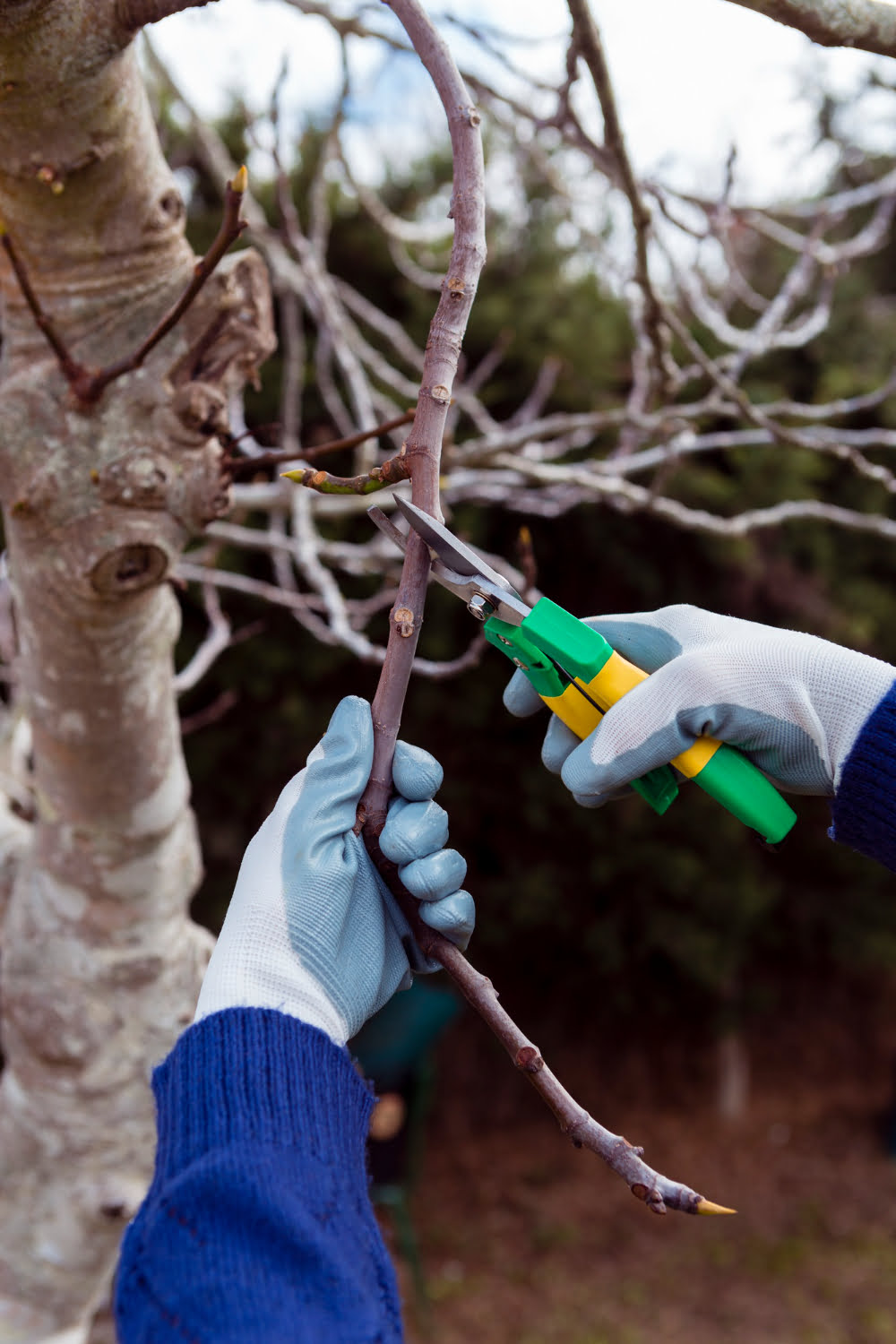 Signs Your Tree Needs Professional Pruning - Ameritree MD