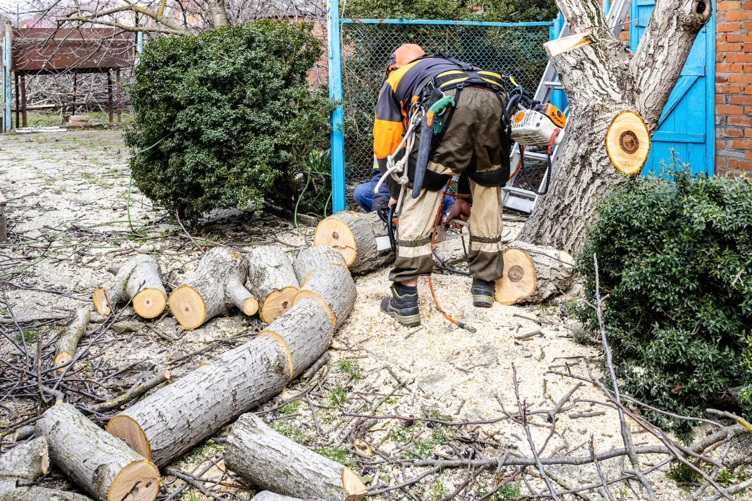 How a Tree Safety Inspection Can Save Your Home from Hidden Hazards ...