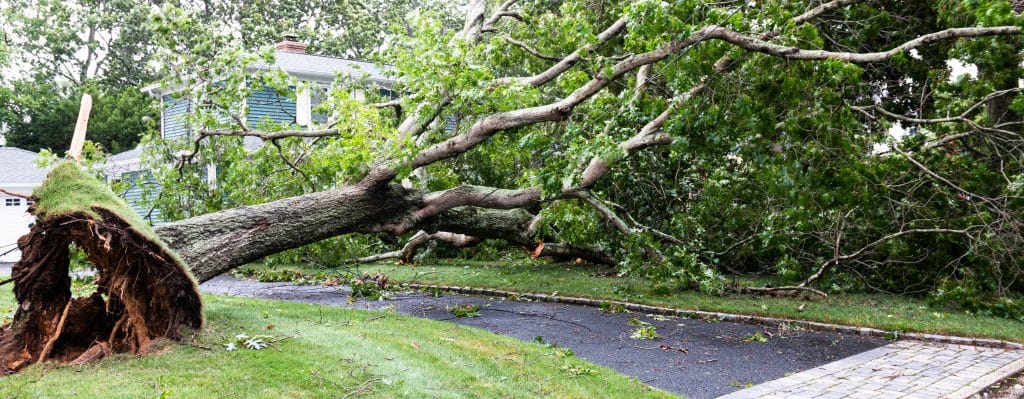 5 Reasons to Call for Emergency Tree Removal After a Storm - AmeriTree ...
