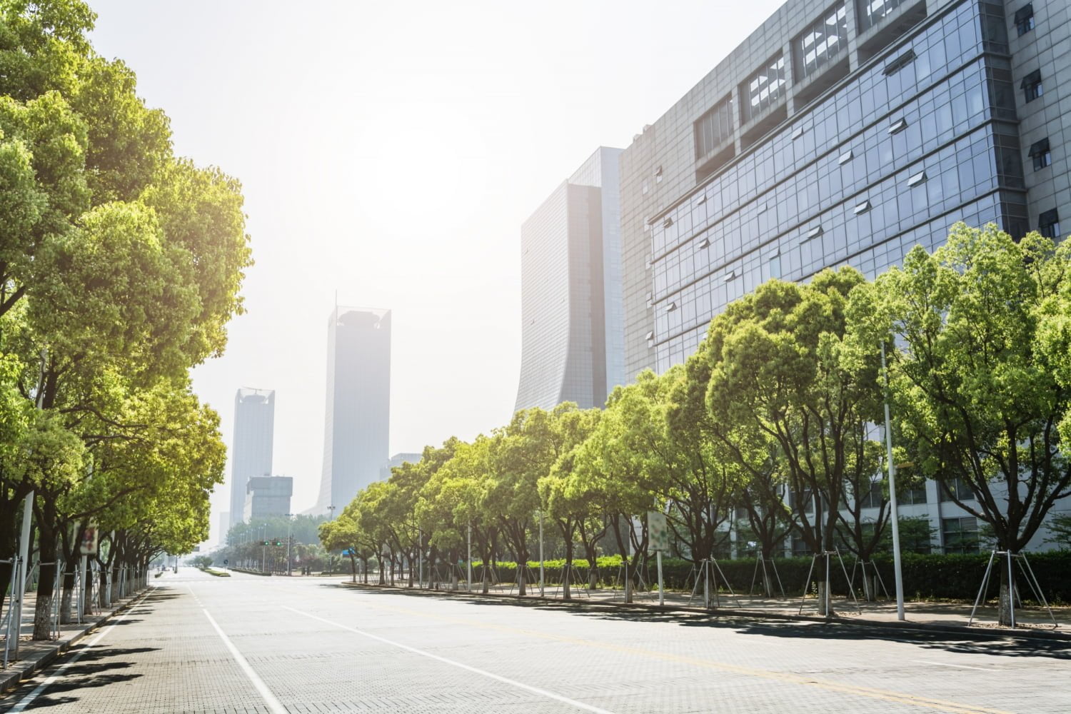 The Role of Trees in Urban Heat Reduction - AmeriTree | Baltimore, MD